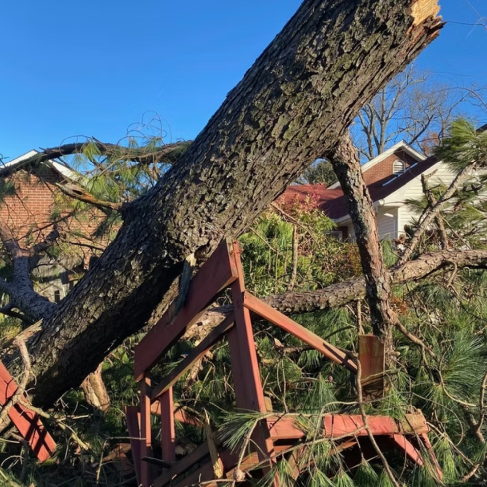 What Are The Signs That A Tree May Fall During A Storm? - Master's Tree ...