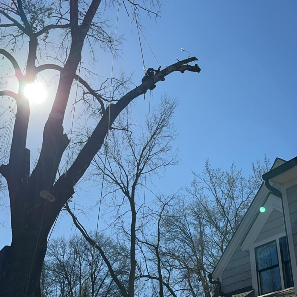 When Is the Best Time for Summer Tree Trimming? - Master's Tree Care Experts - Overland Park, KS