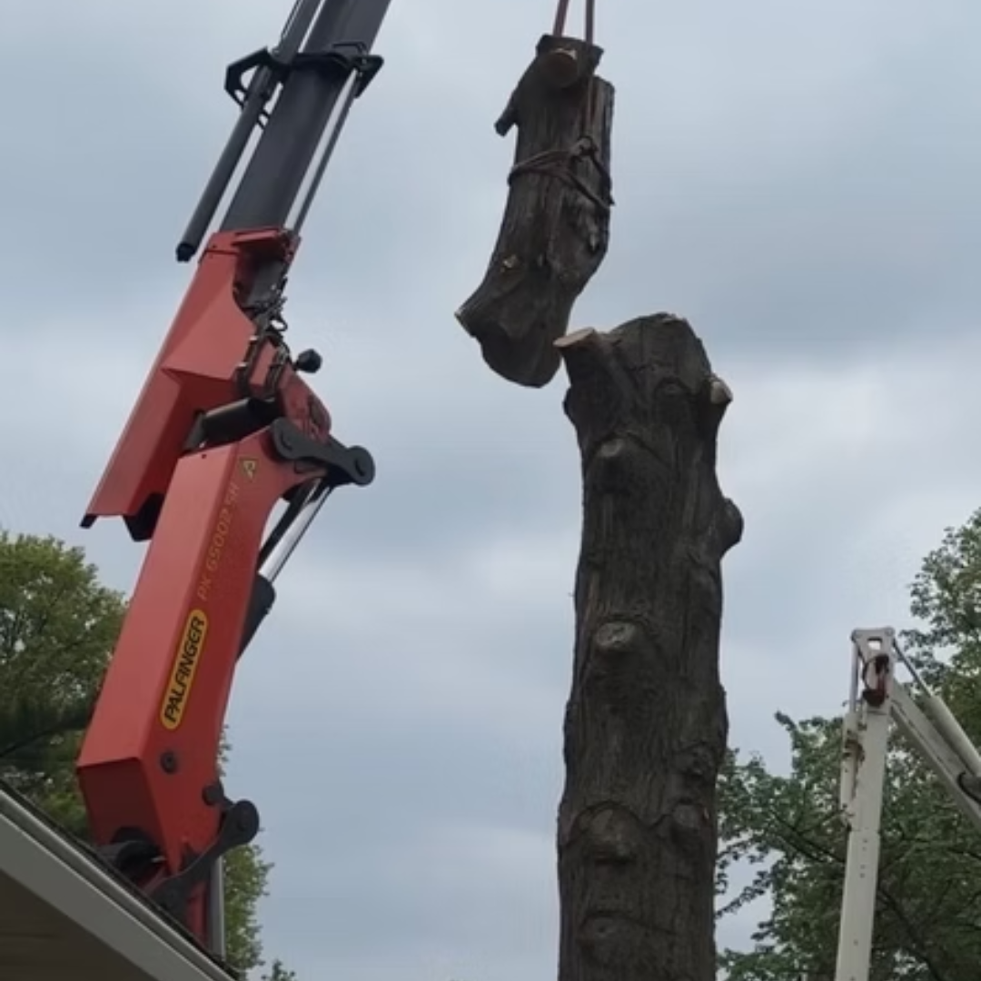 How Do I Know If My Tree Should Be Removed? - Master's Tree Care ...