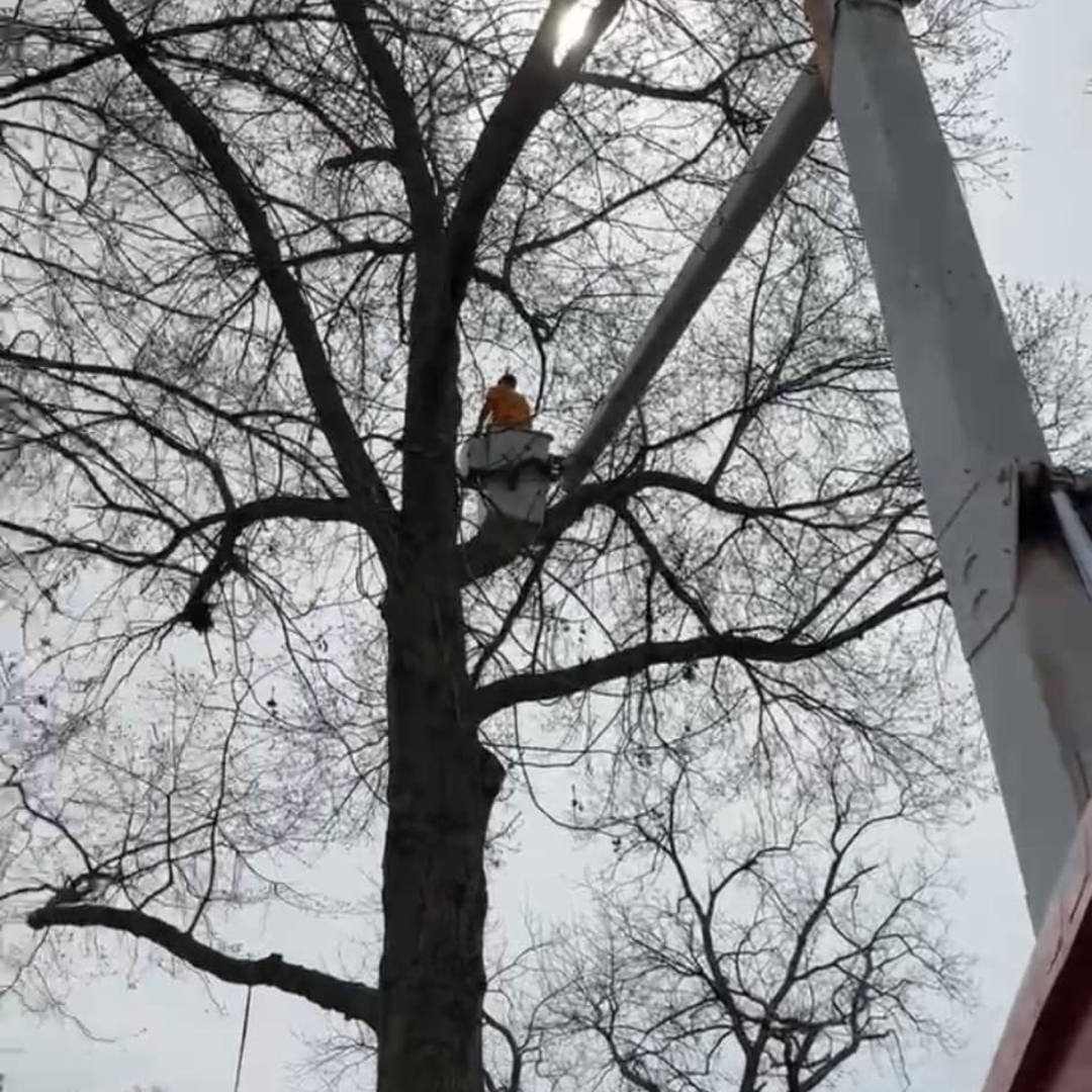 What Should I Do to Prepare My Trees for Winter? - Master's Tree Care ...